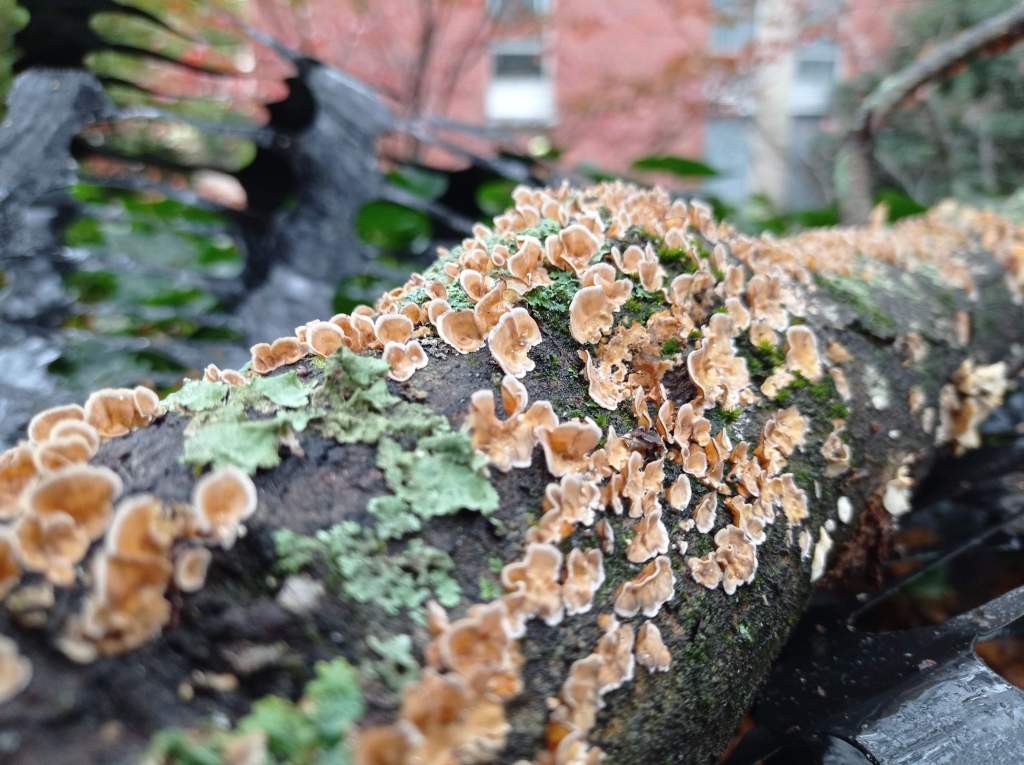 Fun & Art – Qiu Laboratory at Ole Miss