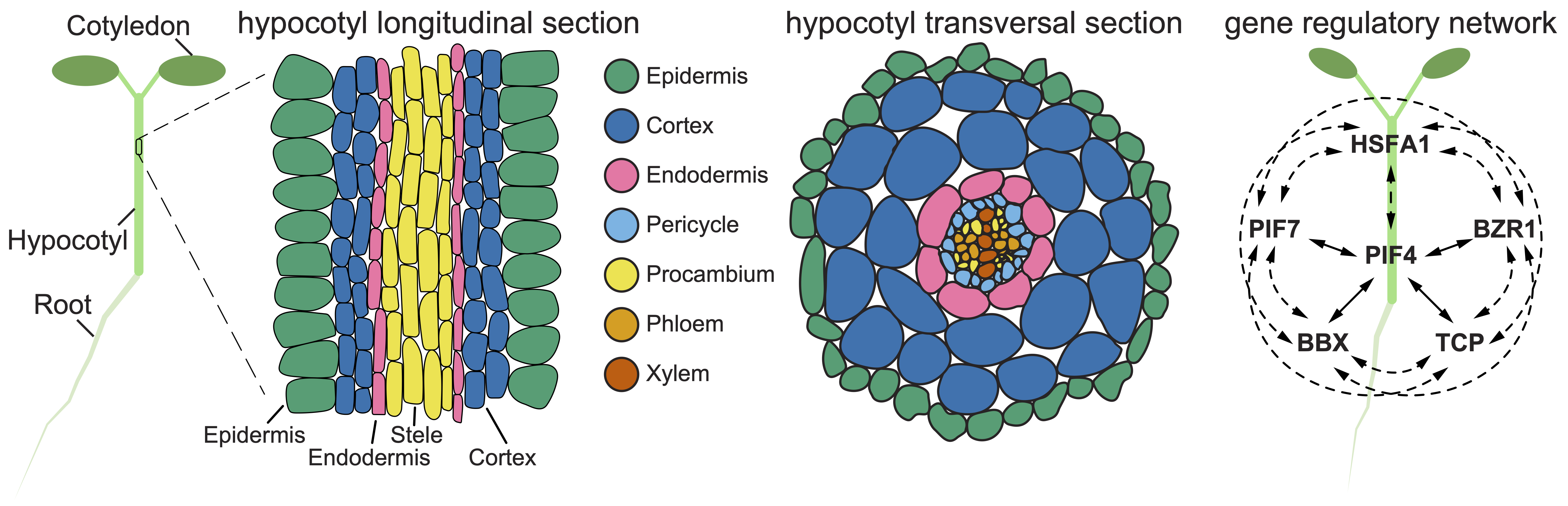 Mechanisms of Transcriptional Regulation in Plant Thermomorphogenesis ...