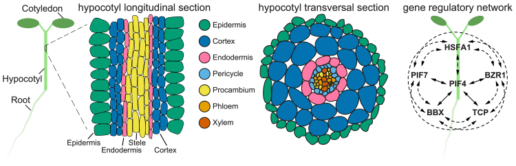 Mechanisms of Transcriptional Regulation in Plant Thermomorphogenesis ...