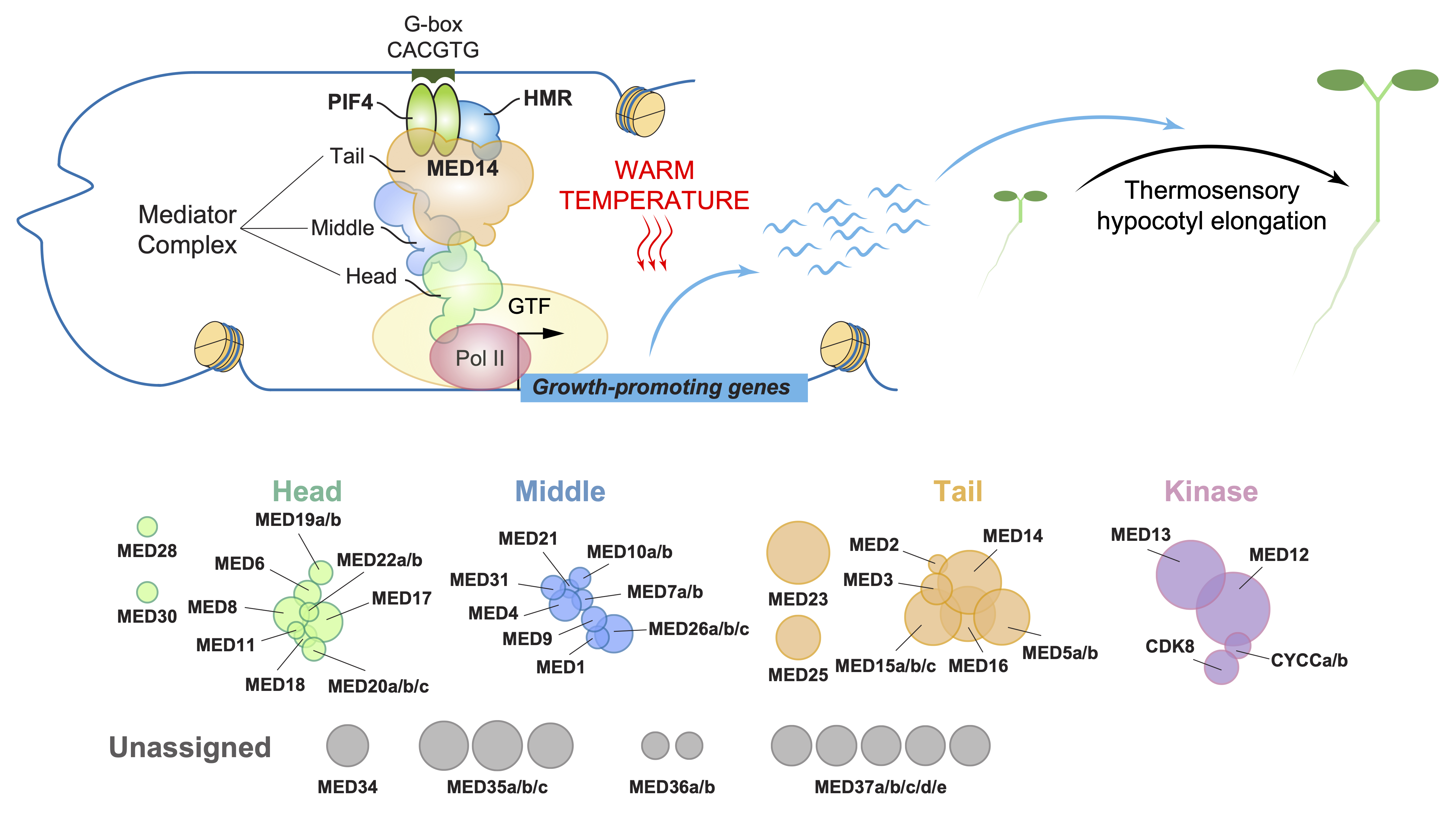 Mechanisms of Transcriptional Regulation in Plant Thermomorphogenesis ...