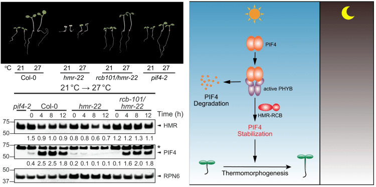 Mechanisms of Transcriptional Regulation in Plant Thermomorphogenesis ...